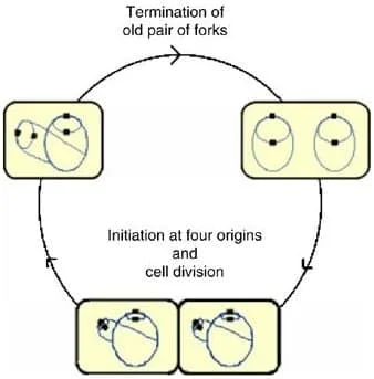 How E. coli can divide every 20 minutes
