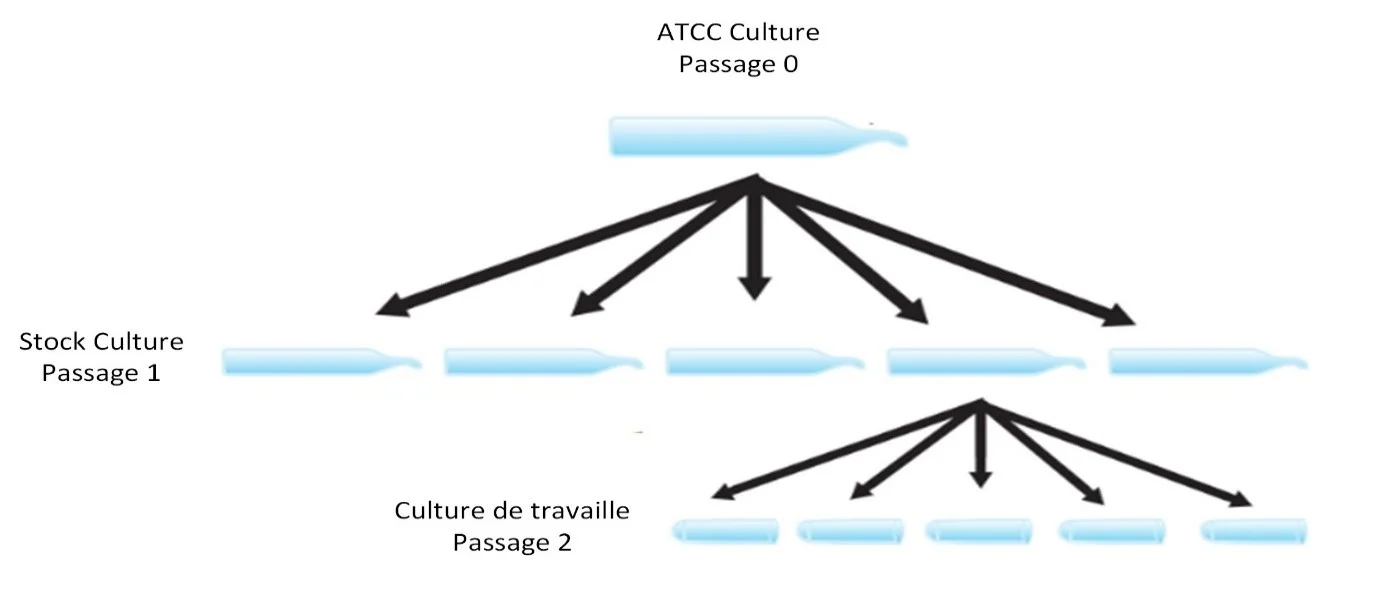 Reference bacterial strains | Definition | Maintenance of cultures ...
