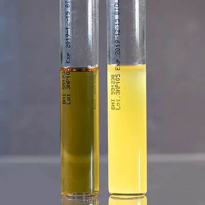 Brain Heart Infusion Broth (BHIB)