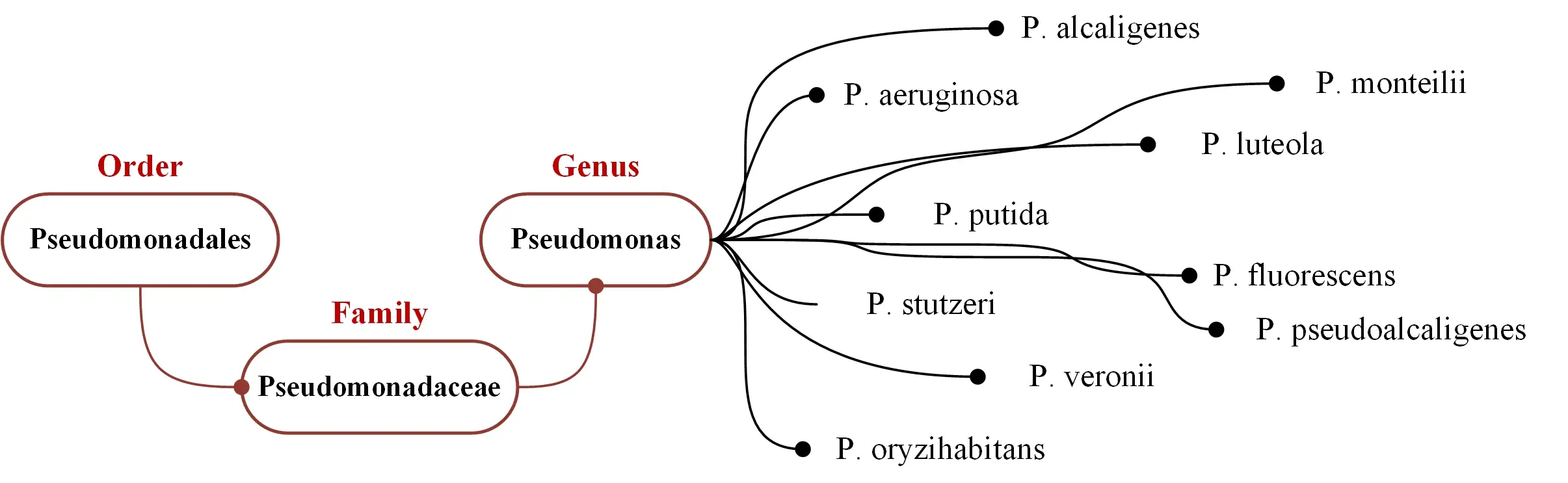 Pseudomonas | Bacteriological characters | Culture | Identification
